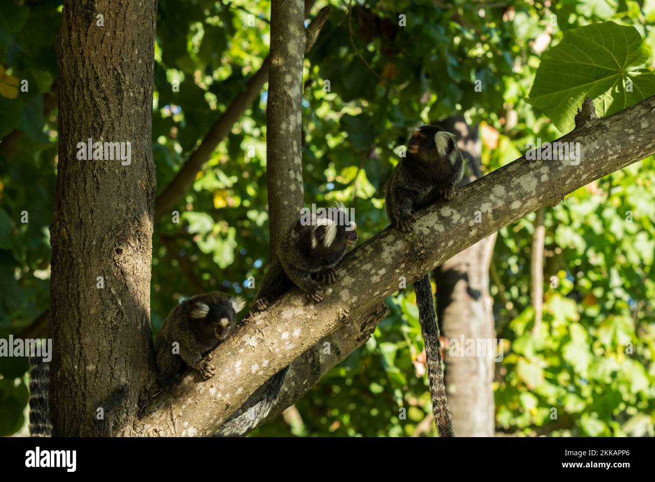 little monkey on tree branch Stock Photo - Alamy