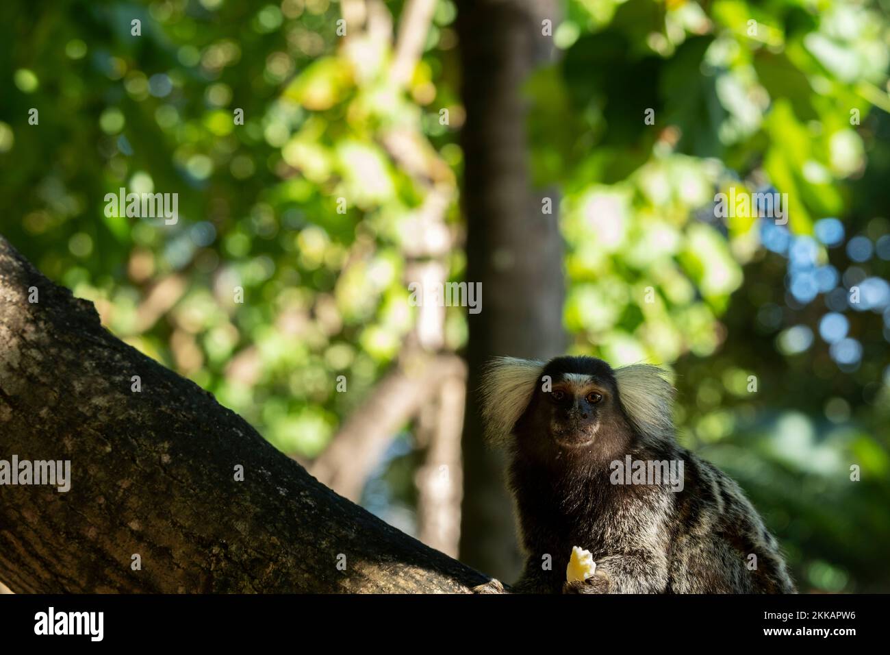 little monkey on tree branch Stock Photo - Alamy