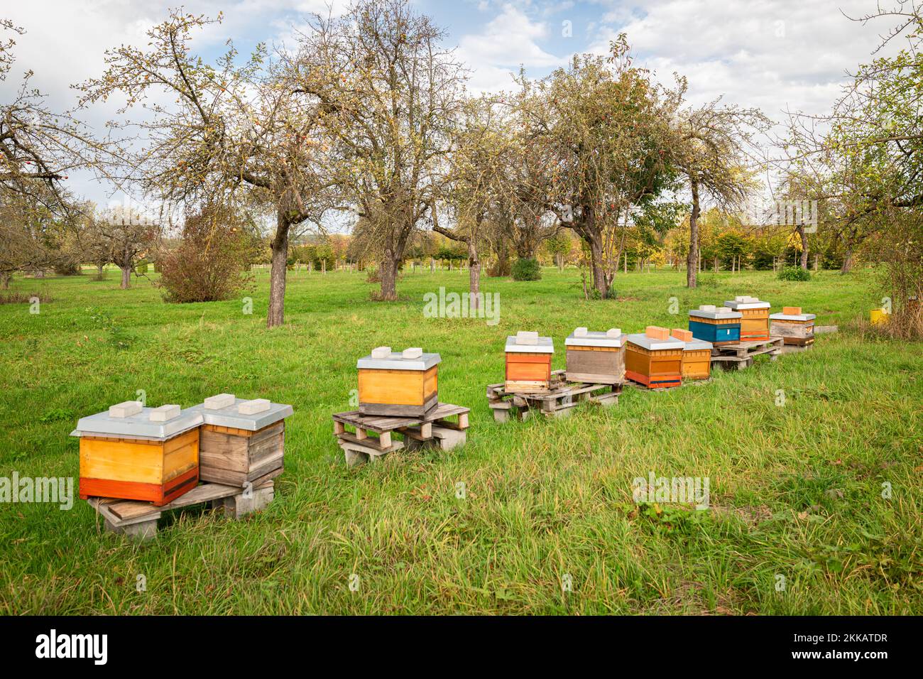 Apiary beehives in field beekeeper hi-res stock photography and images ...