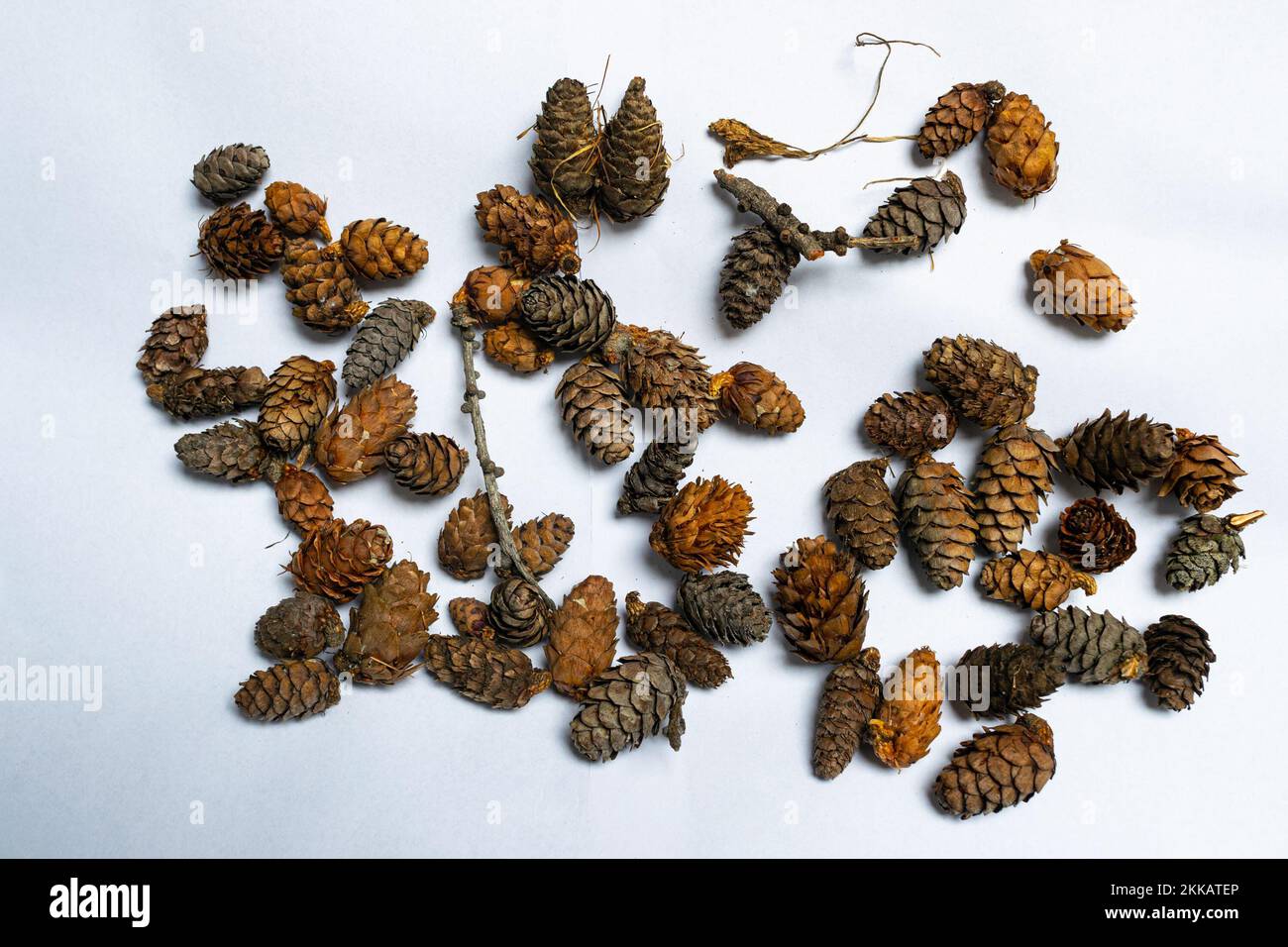 Number of larch cones are drying for the collection of seeds Stock ...