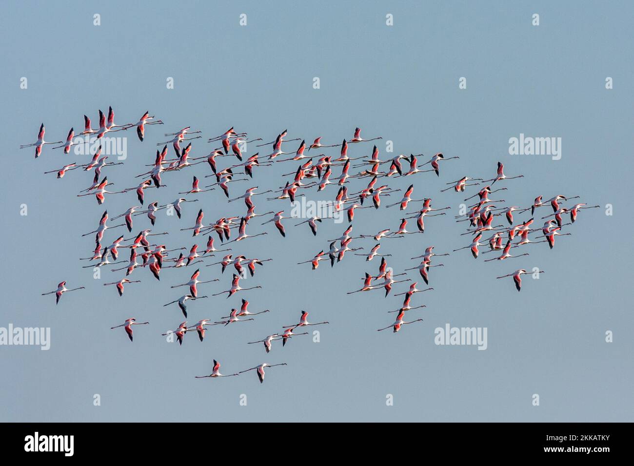 Group of flamingoes in flight formation Stock Photo - Alamy