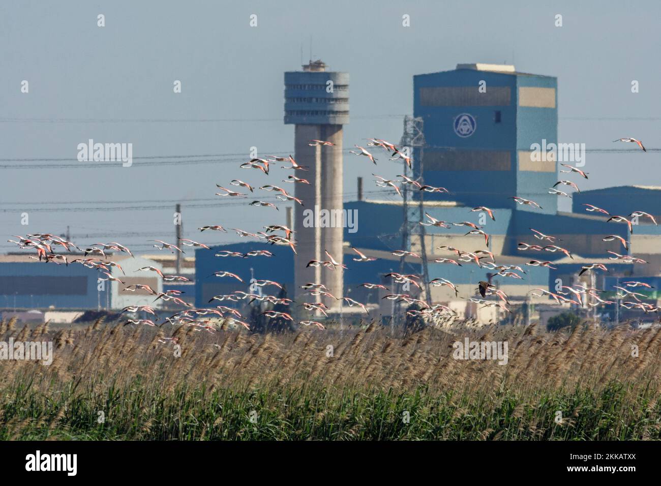 Flamingoes flying ahead of factory buildings Stock Photo - Alamy