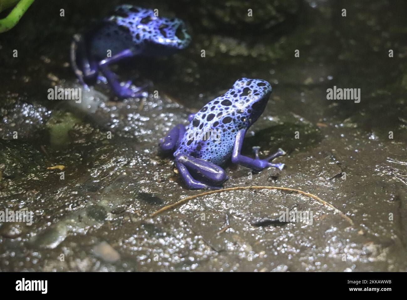 The blue poison dart frogs (Dendrobates tinctorius azureus) on wet ...