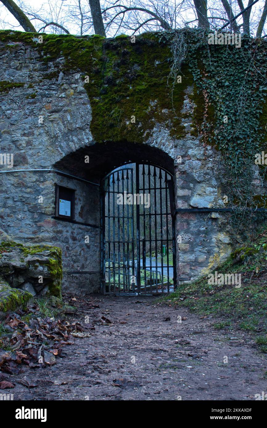Wolfstein, Germany - January 8, 2021: Plants growing on wall around ...
