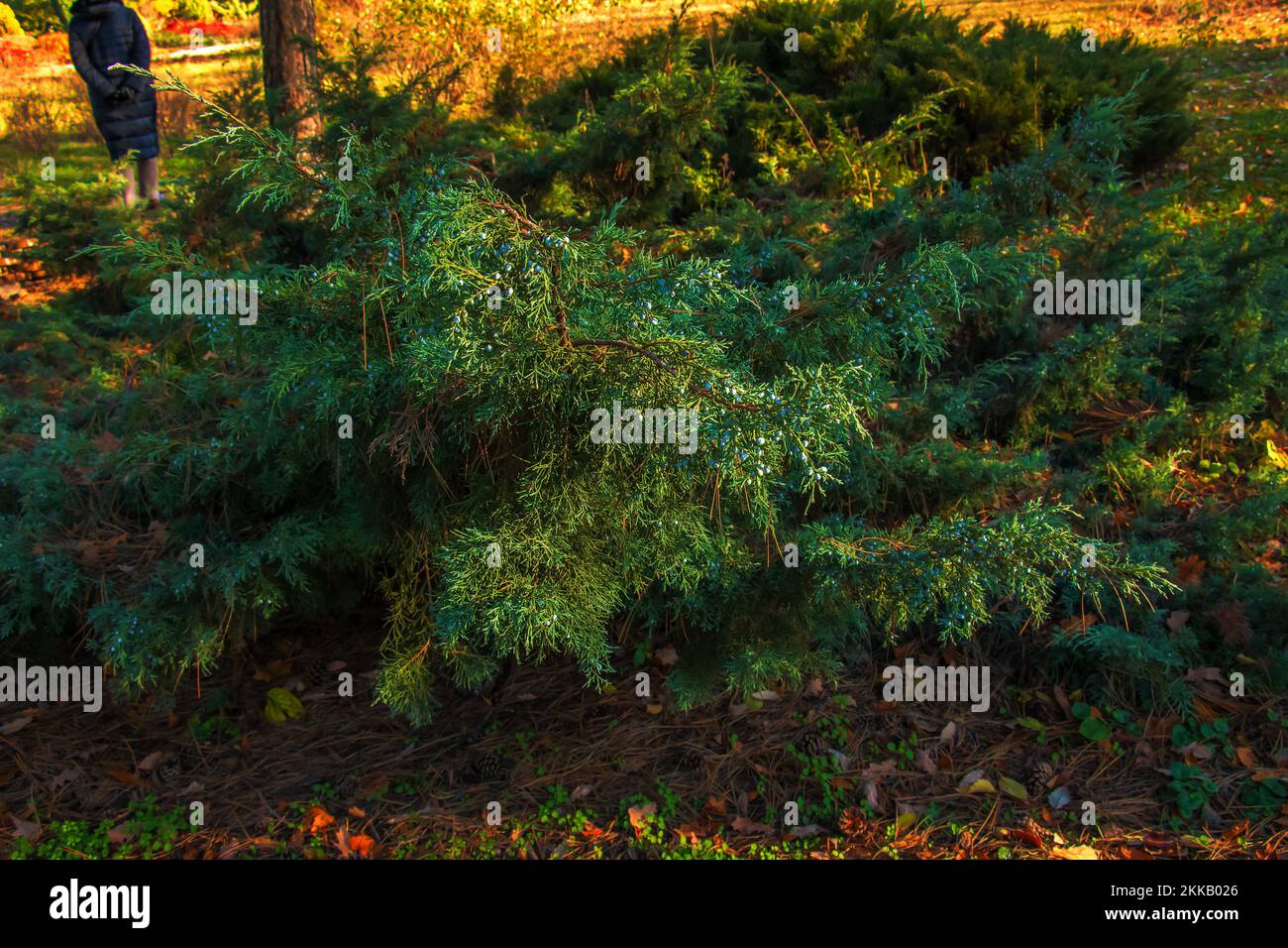 The juniper bush close up. Background with juniper branches growing in ...