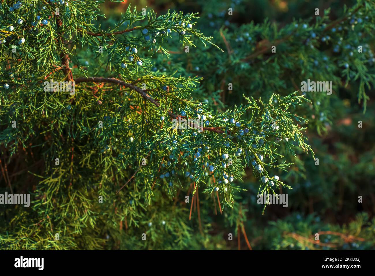The juniper bush close up. Background with juniper branches growing in ...