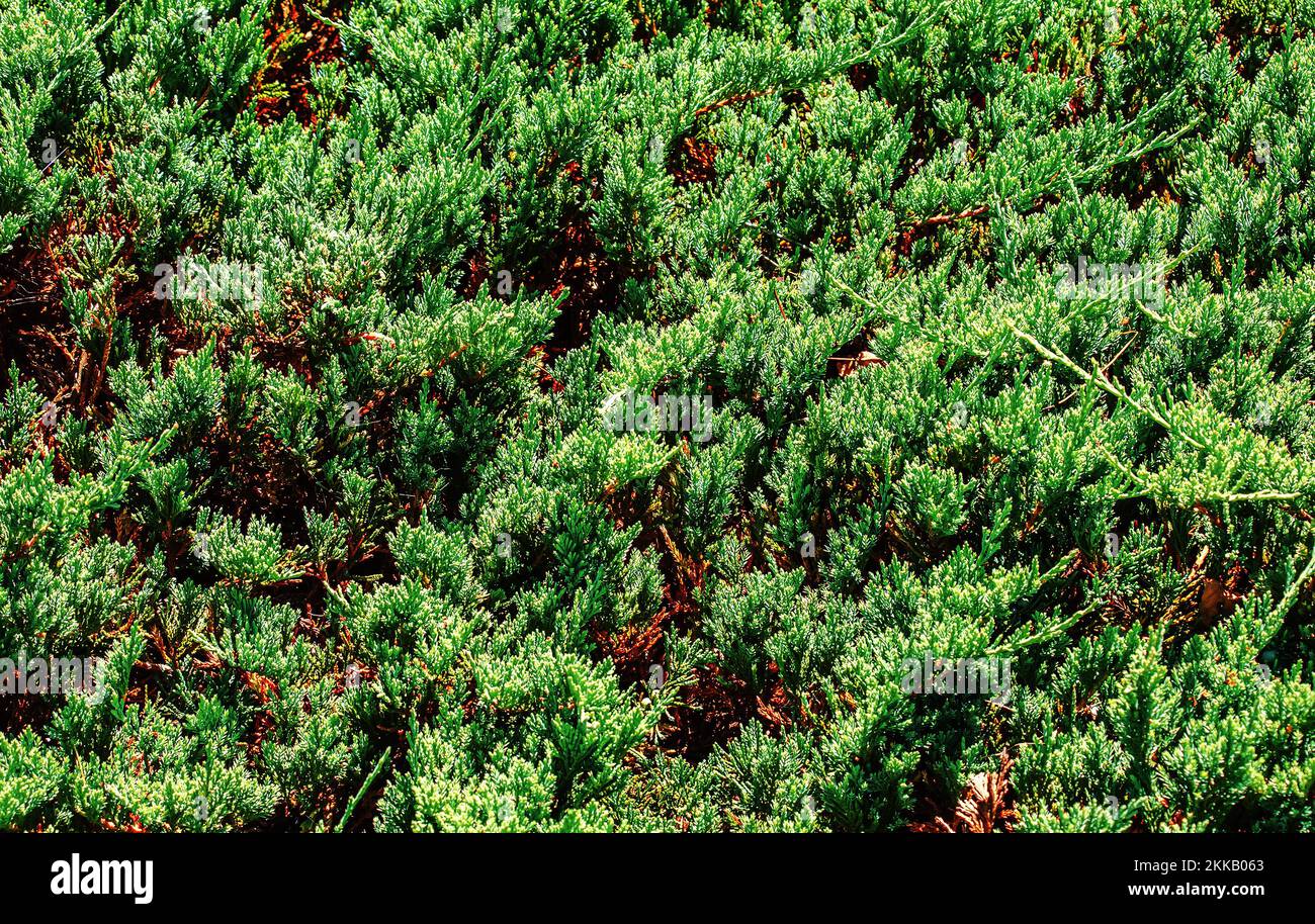 Juniper bush blue moon close-up. Background with juniper branches ...