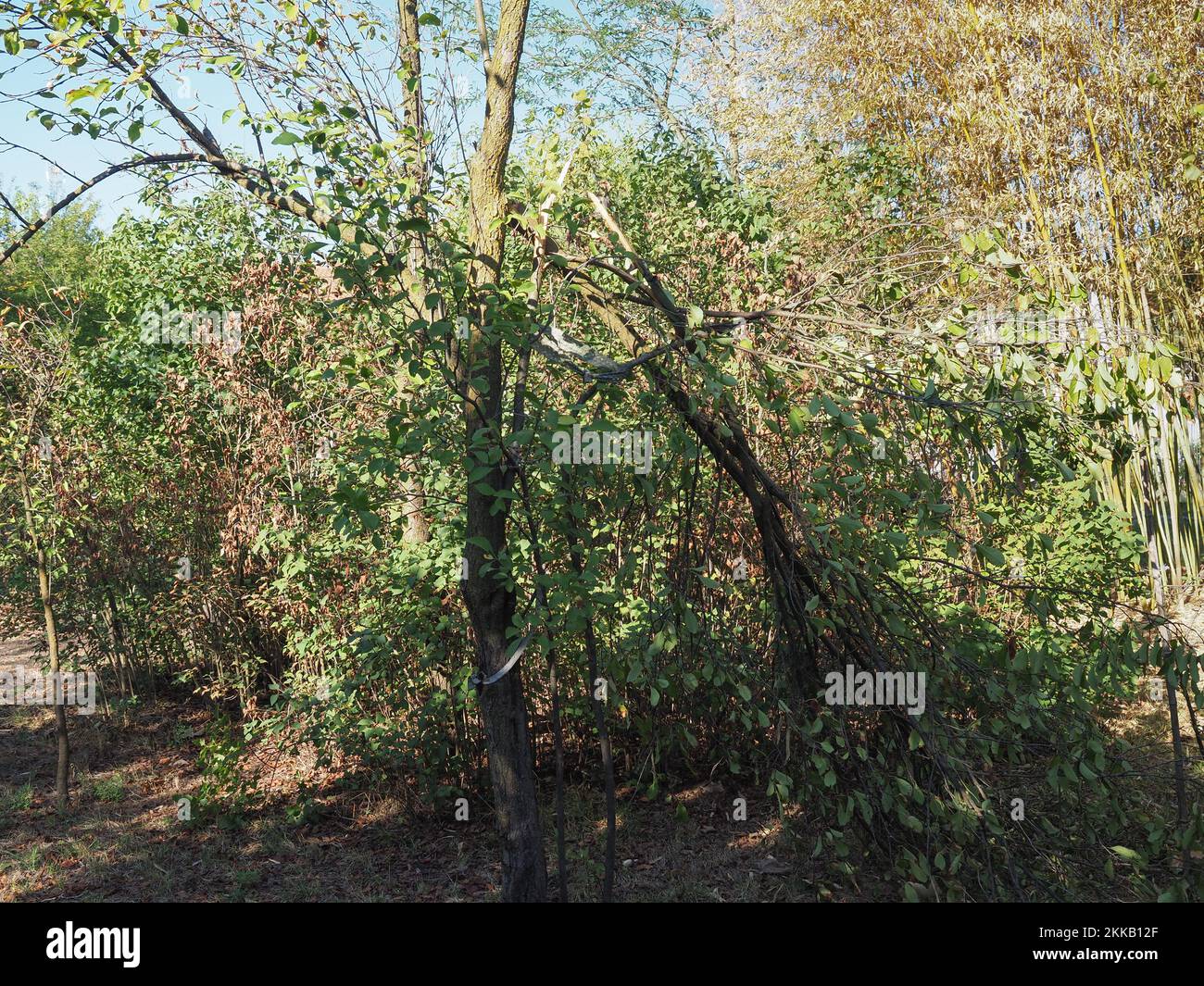 tree damaged by gale wind during hurricane Stock Photo - Alamy