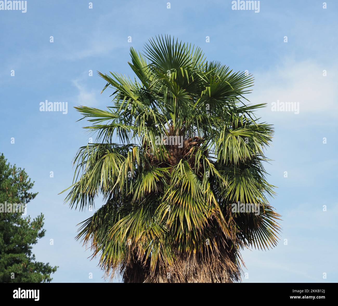 palm tree scientific classification Arecaceae over blue sky with copy ...