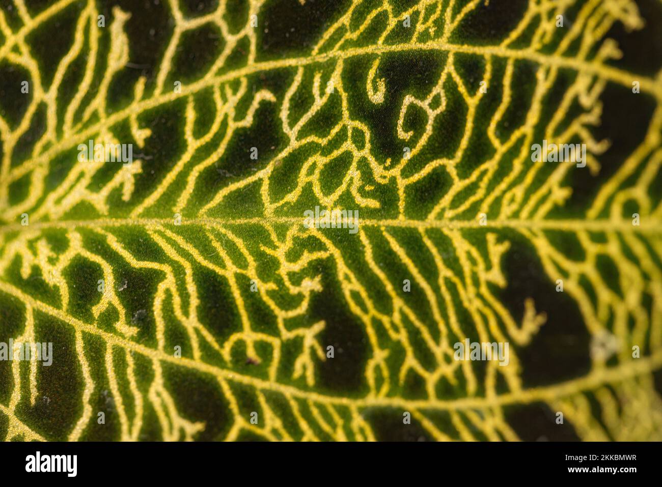 Dossinia hi-res stock photography and images - Alamy