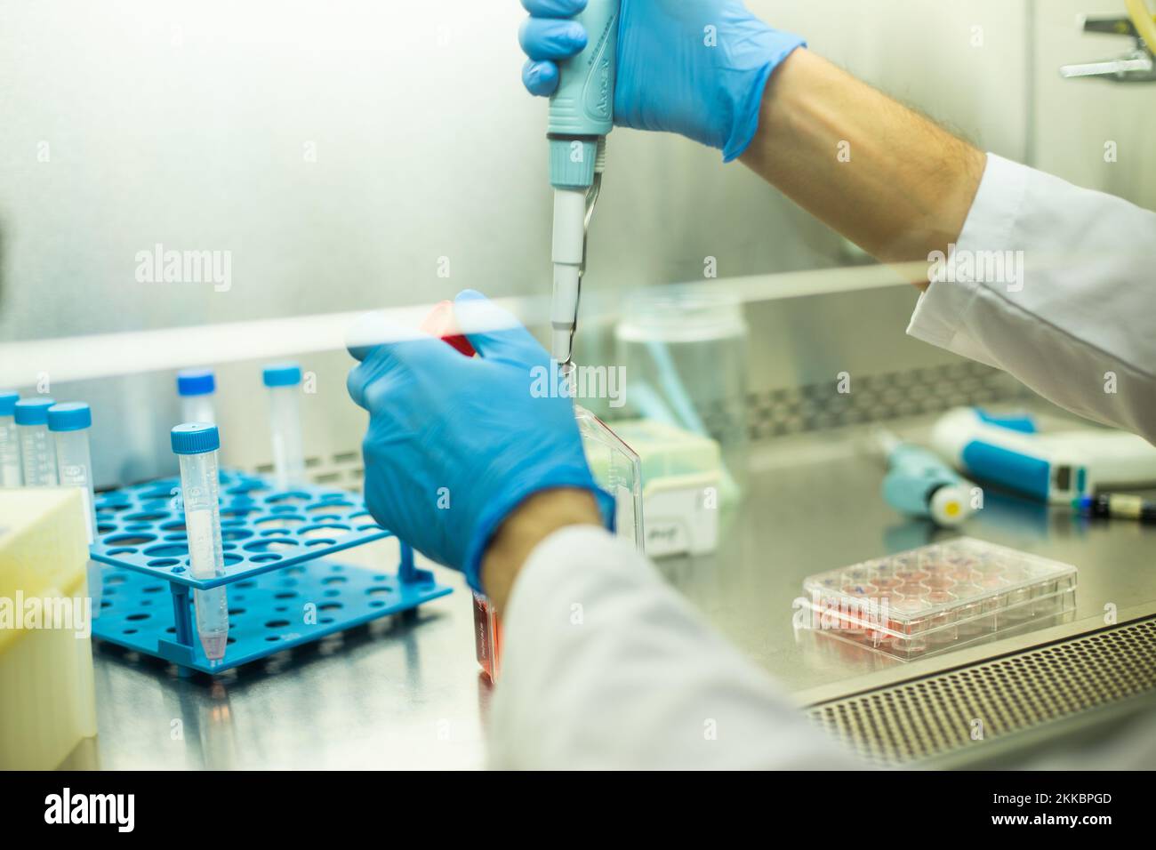cell culture at the medicine, medical and biology laboratory Stock ...