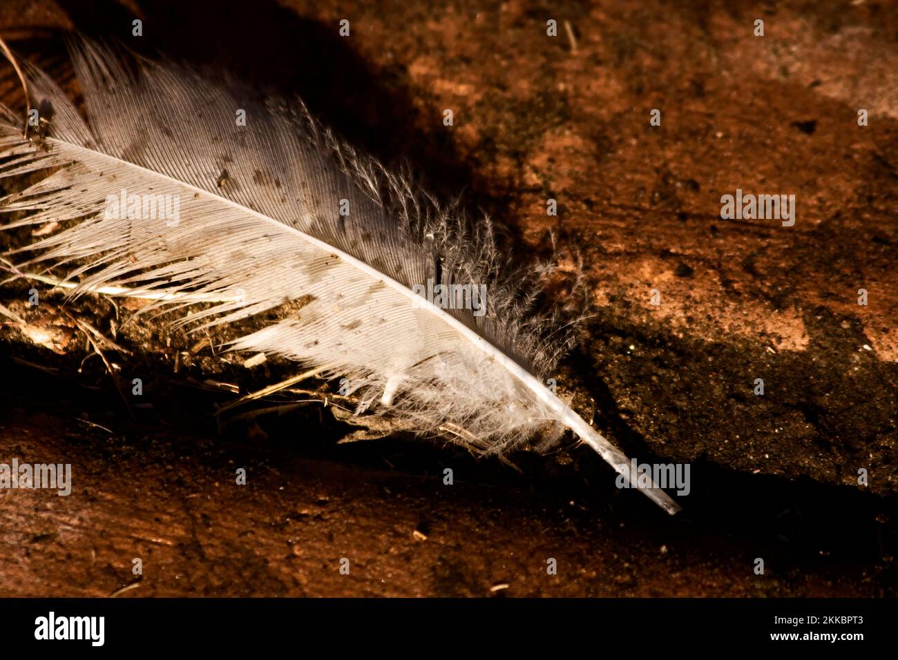 A Feather Lay In A Crevice Of A Cement Walkway, Discarded By The ...