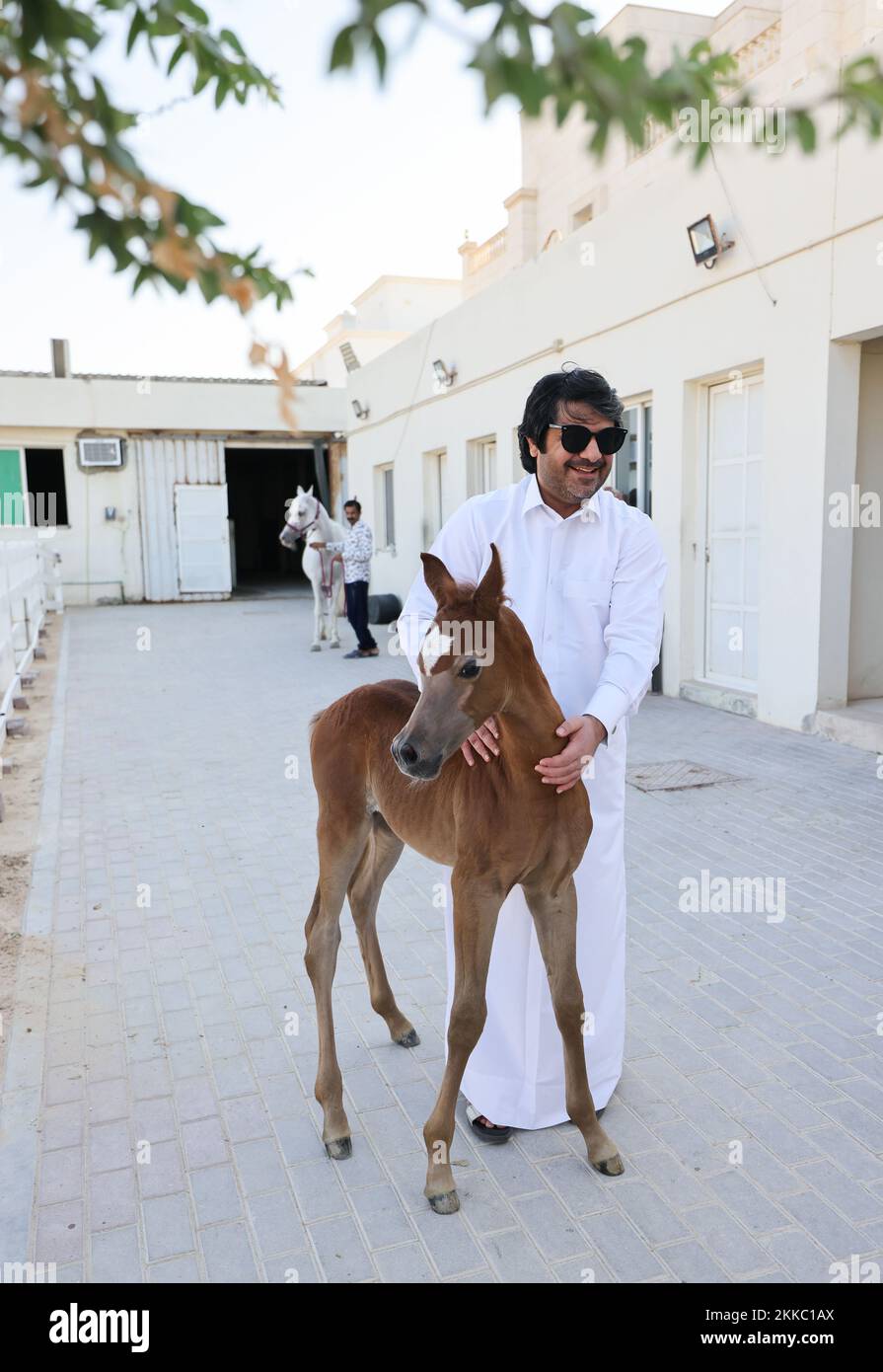 Al Ruwais, Qatar. 25th Nov, 2022. Horse breeder Fahid Mohamed from Doha ...