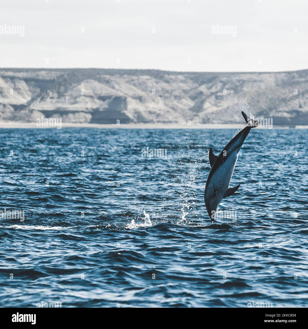 Lagenorhynchus abscurus.jumping dolphin.Unesco world heritage site ...