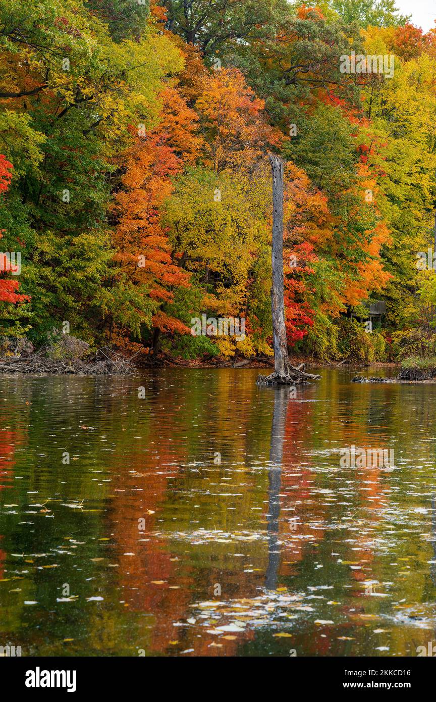 Vivid fall foliage on the Grand River river in Grand Ledge with cloudy ...