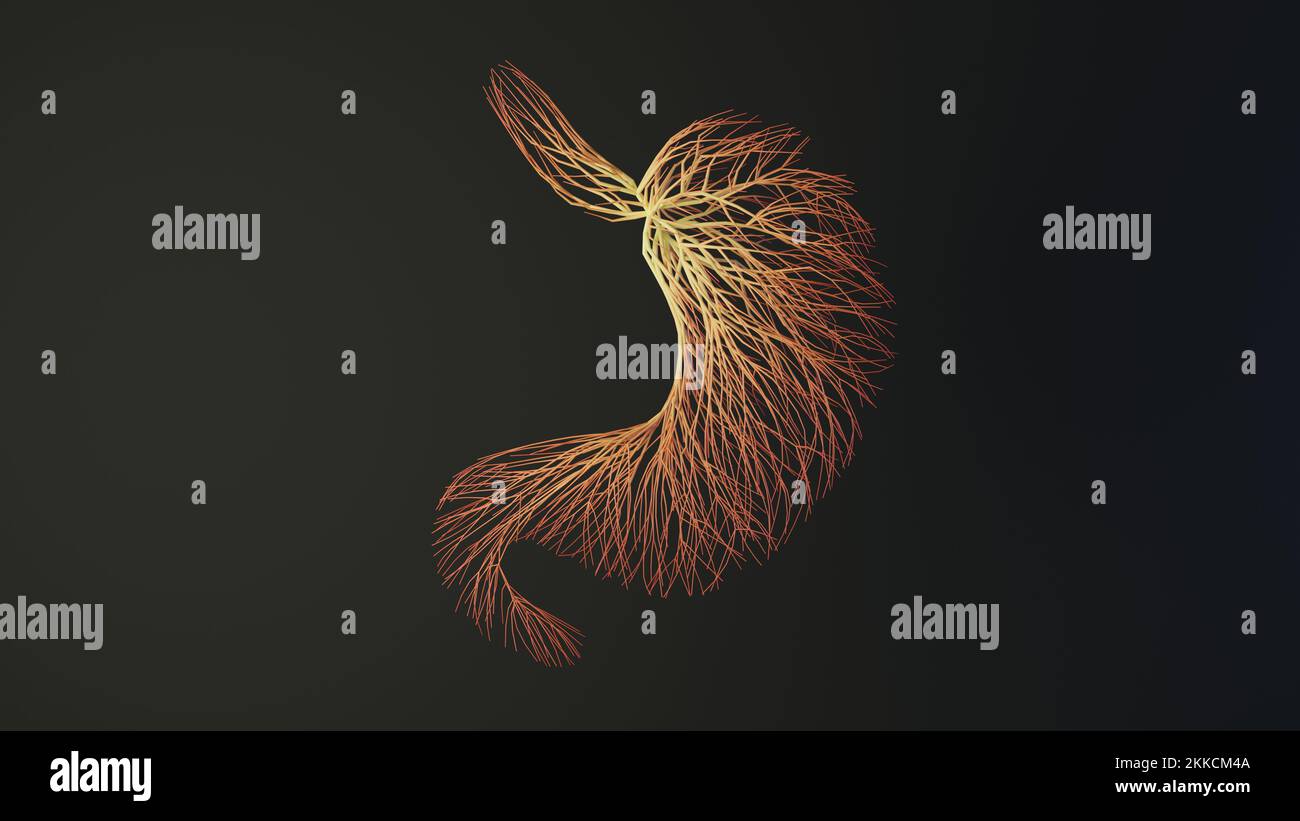 Human stomach made out of lines. Medical Concept. 3D Rendering Stock ...