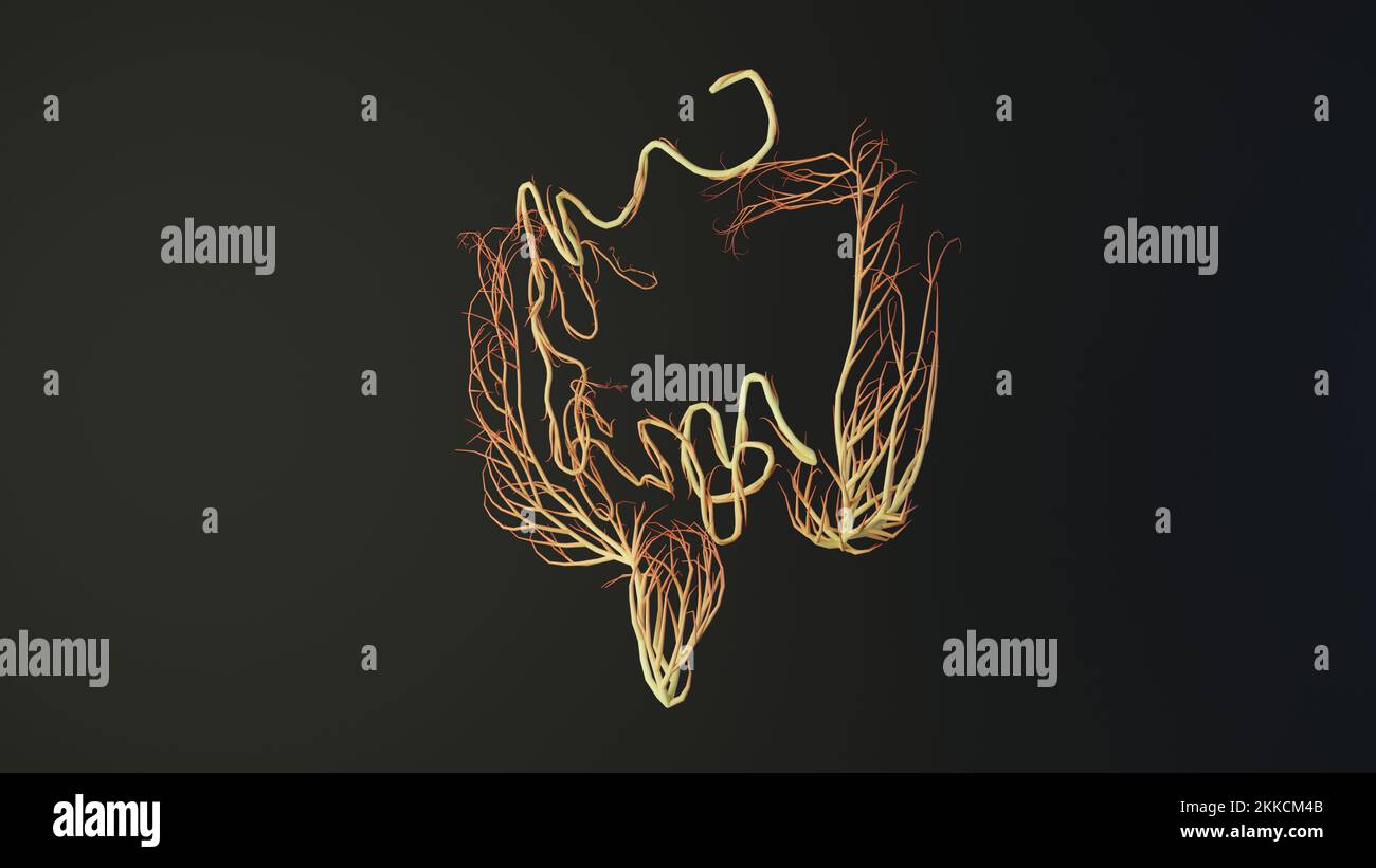 Human intestines made out of lines. Medical Concept. 3D Rendering Stock ...