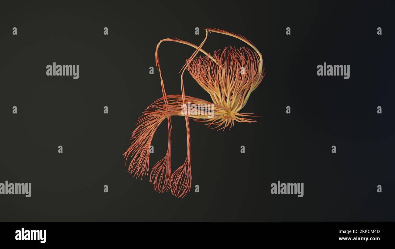 Human Testicles made out of lines. Reproductive Male System. Medical ...