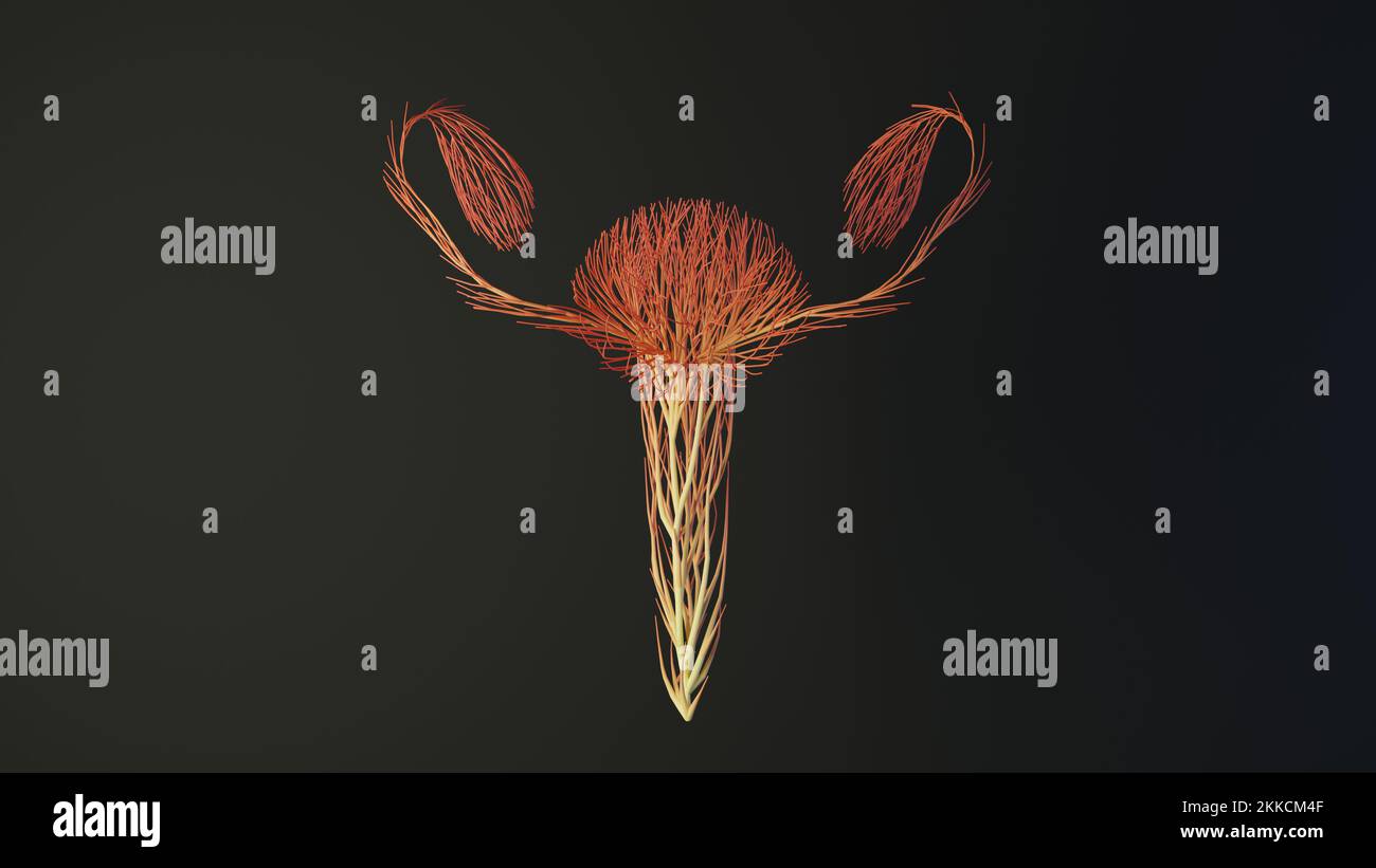 Human uterus made out of lines. Reproductive Female System. Medical ...