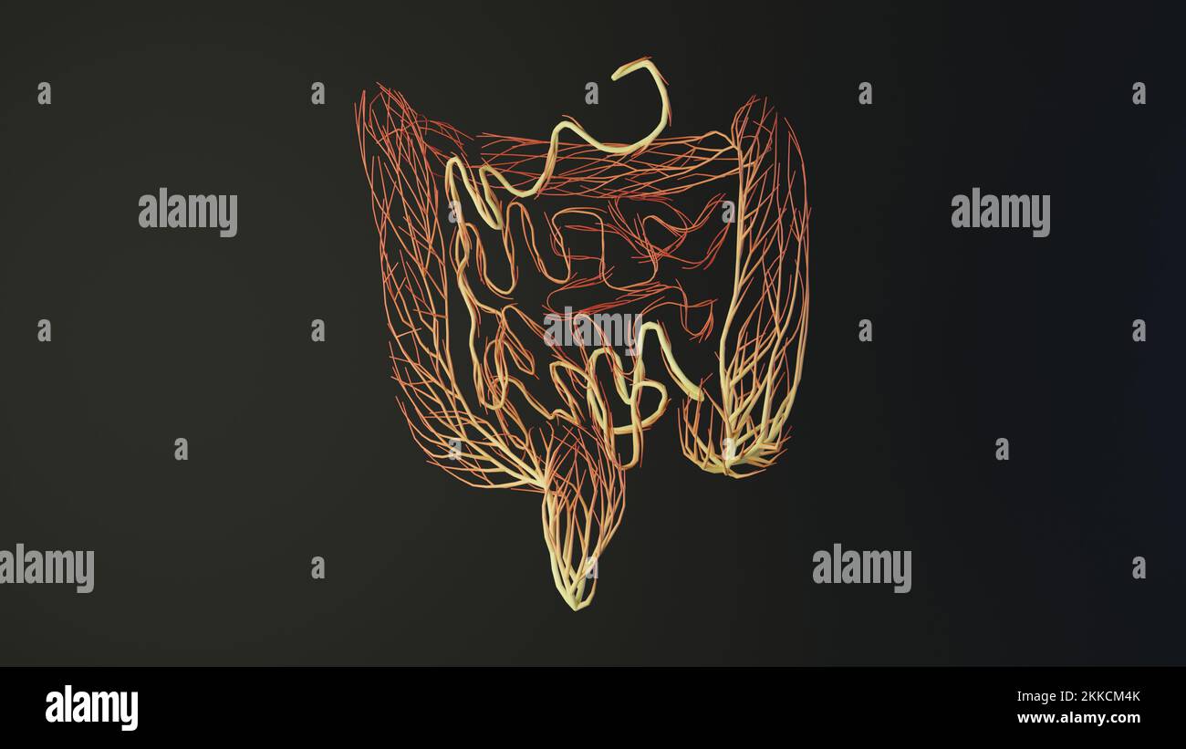 Human intestines made out of lines. Medical Concept. 3D Rendering Stock ...