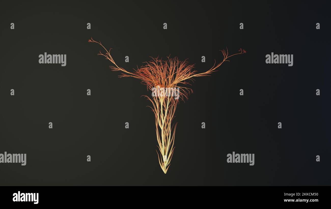 Human uterus made out of lines. Reproductive Female System. Medical ...