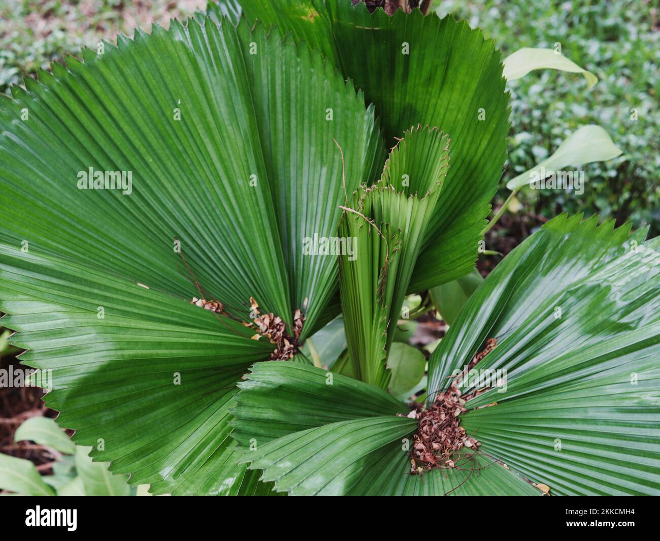 green palm tree leaves vietnam Stock Photo - Alamy