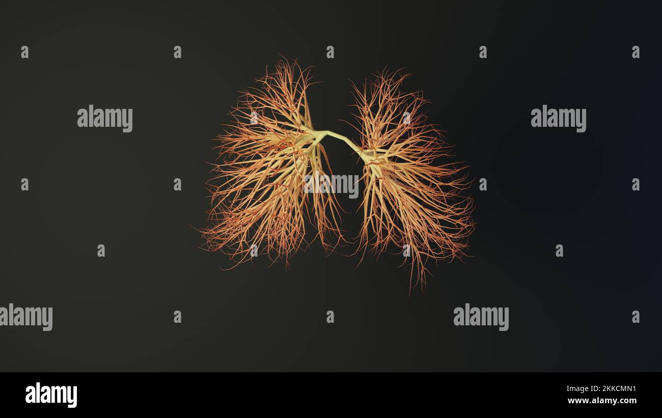Human lungs made out of lines. Medical Concept. 3D Rendering Stock ...