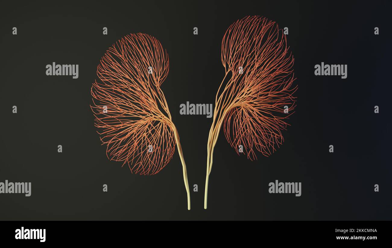 Human kidney made out hi-res stock photography and images - Alamy