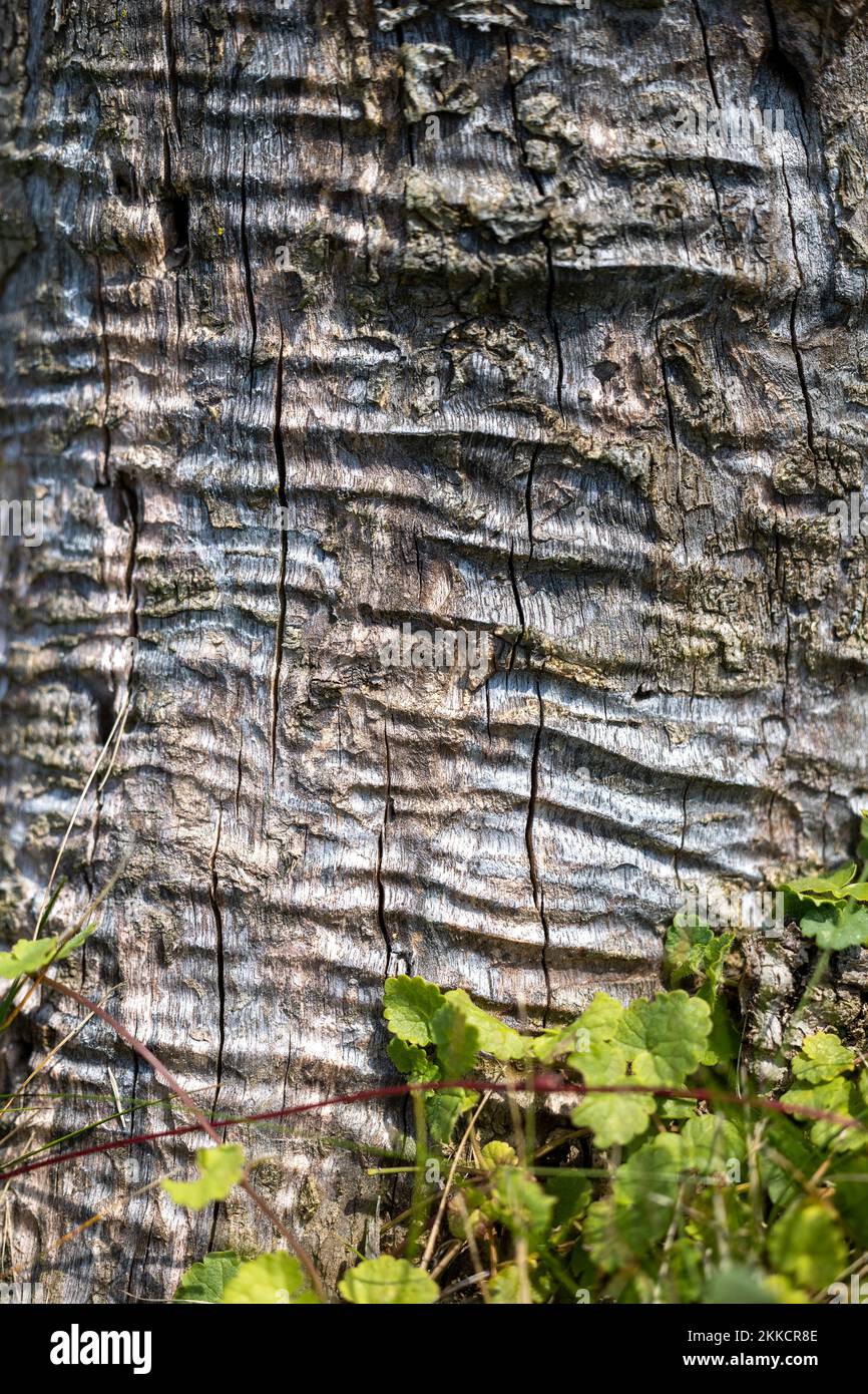 A vertical shot of a textured tree stump created by Emerald Ash Borer ...