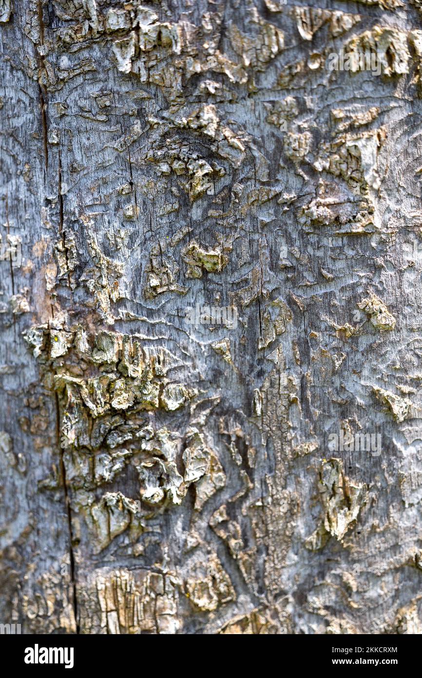 A beautiful vertical tree stump texture background Stock Photo - Alamy