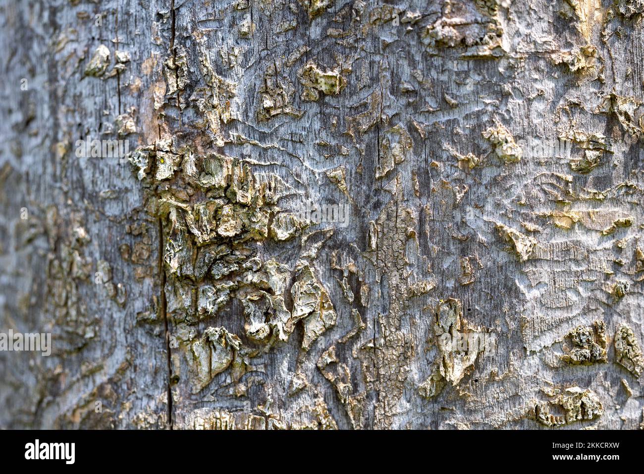 A vertical closeup of a tree stump texture- can be used for backgrounds ...