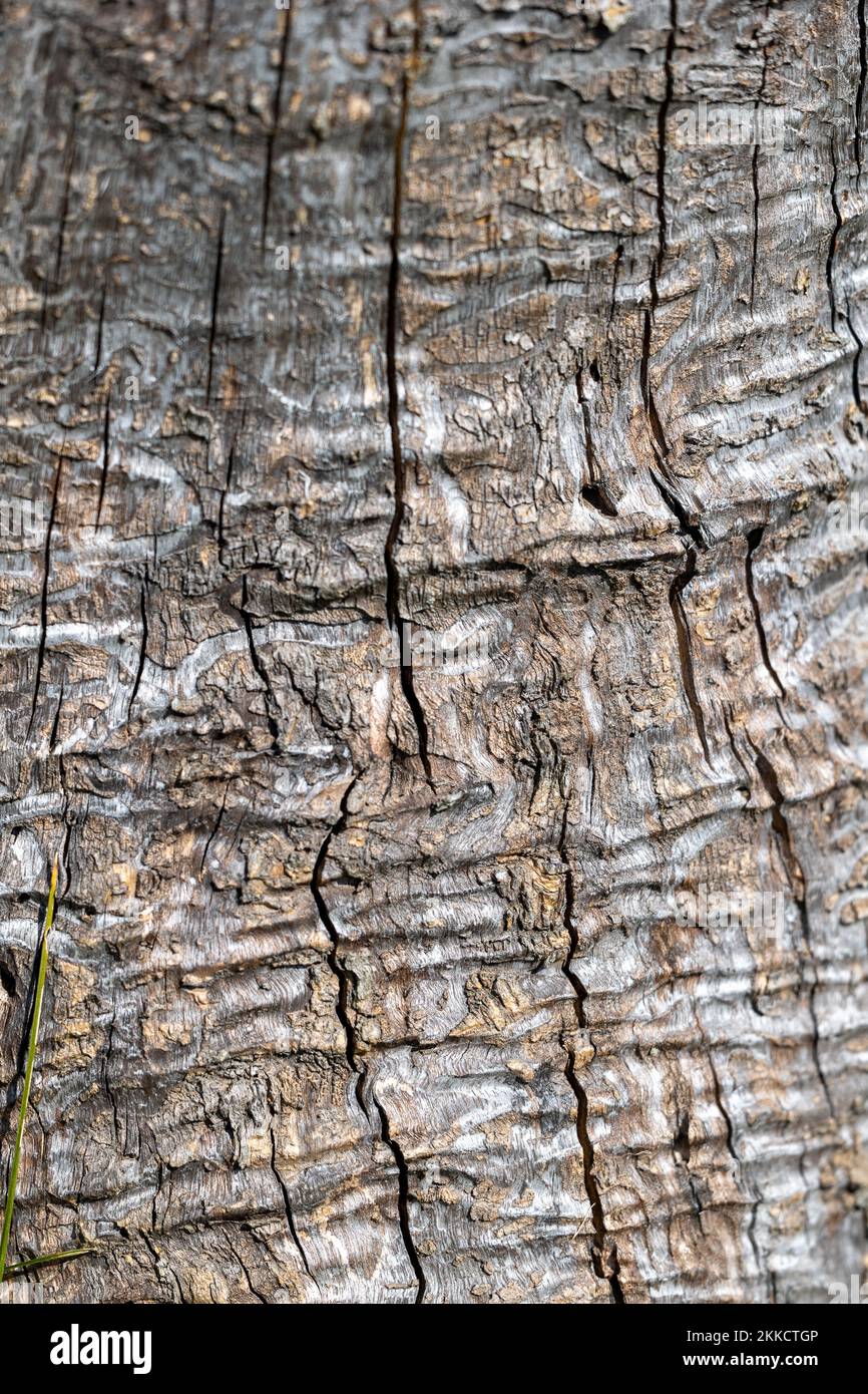 A vertical background of tree stump Stock Photo - Alamy