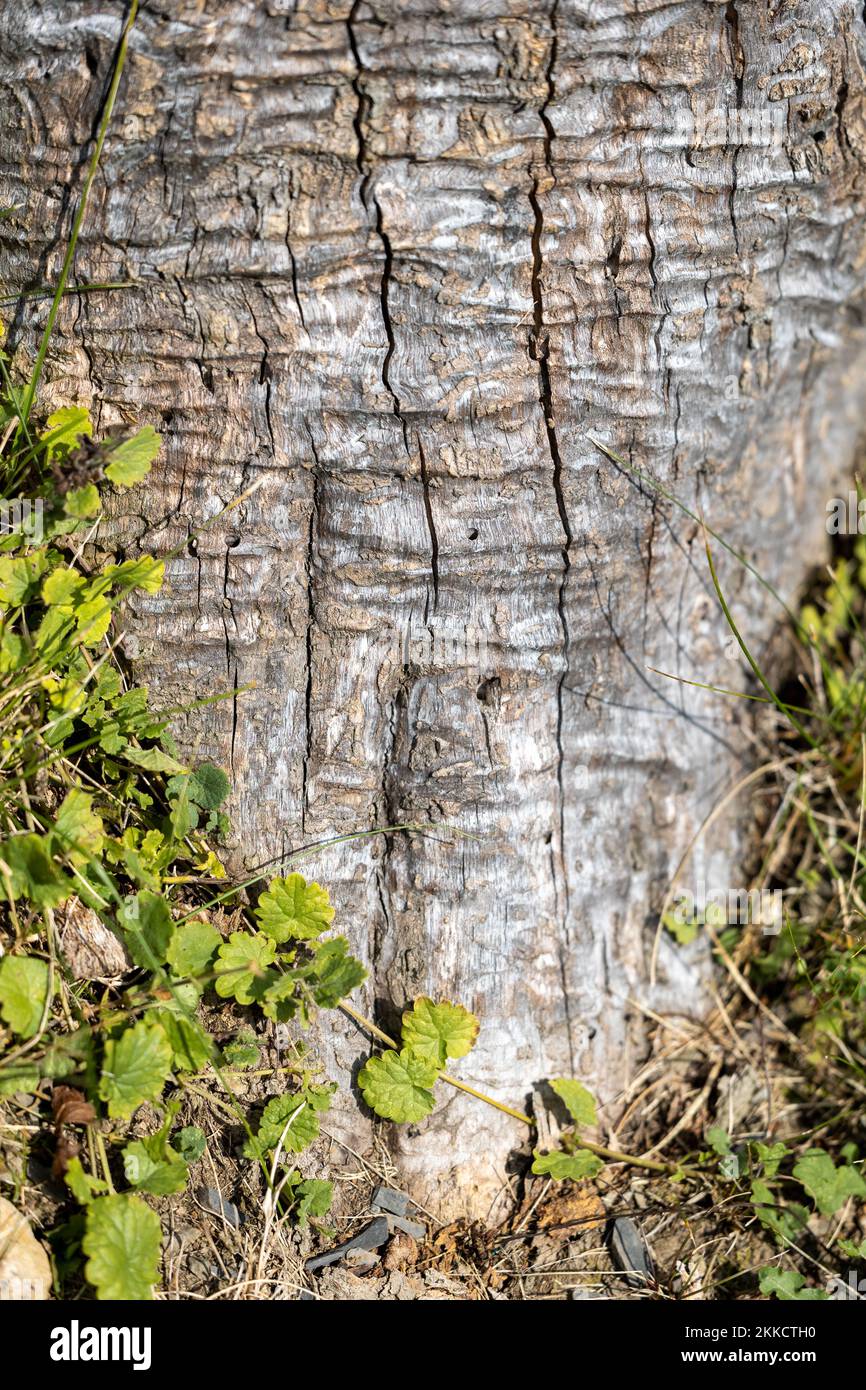 A vertical closeup of a tree stump Stock Photo - Alamy