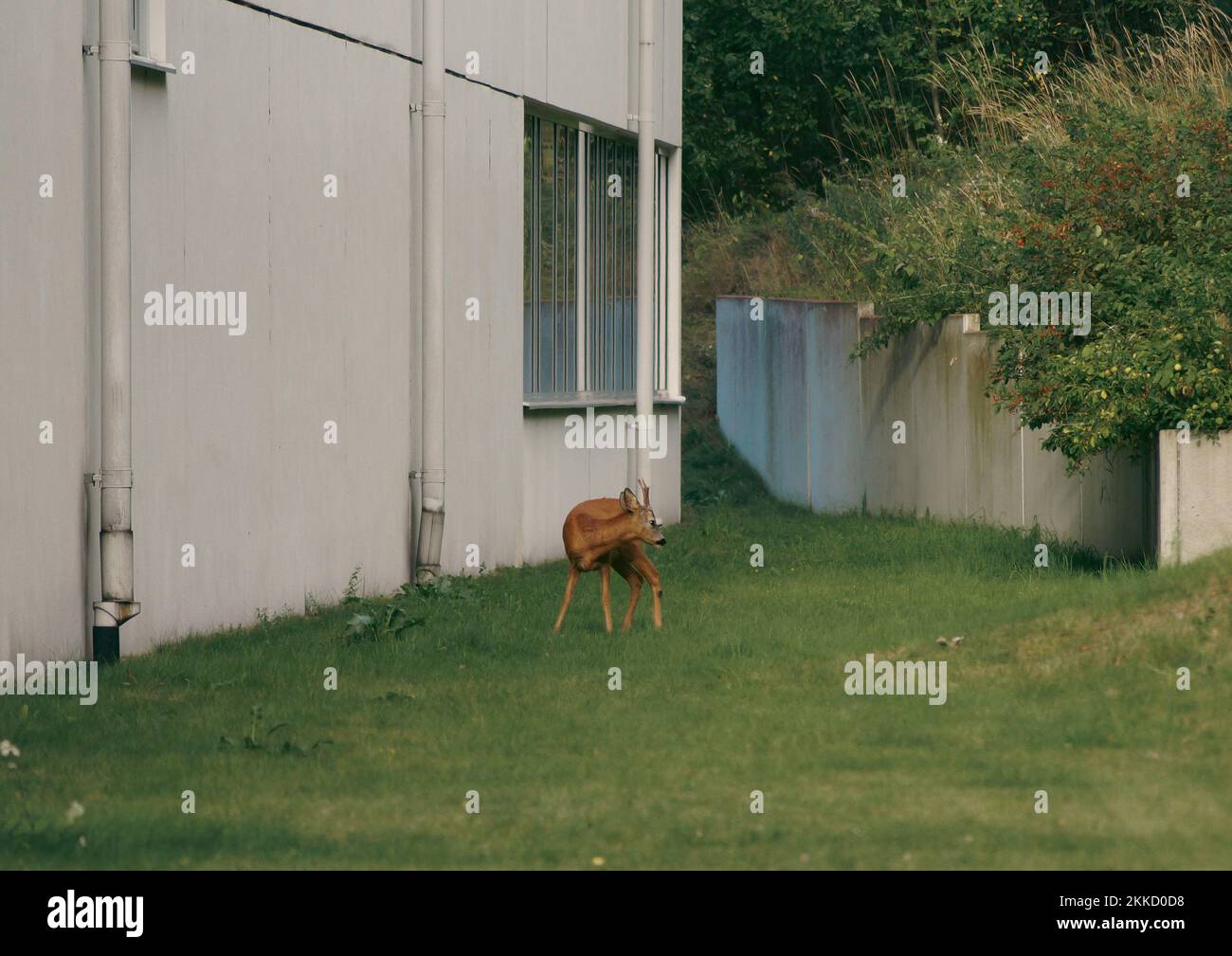 Side view of deer standing on meadow next to building Stock Photo - Alamy