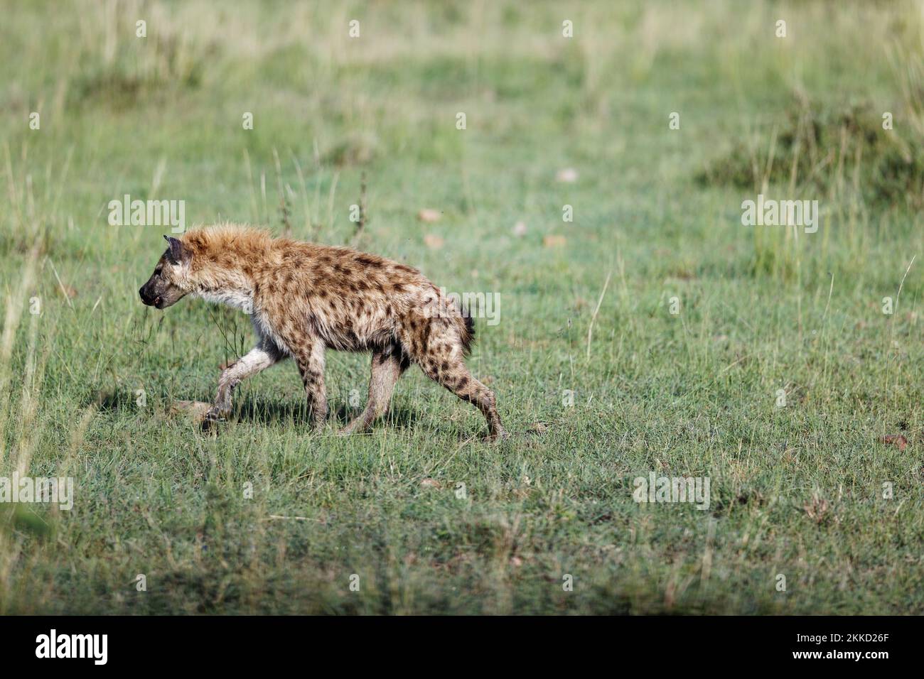 Hyena walking in forest hi-res stock photography and images - Alamy