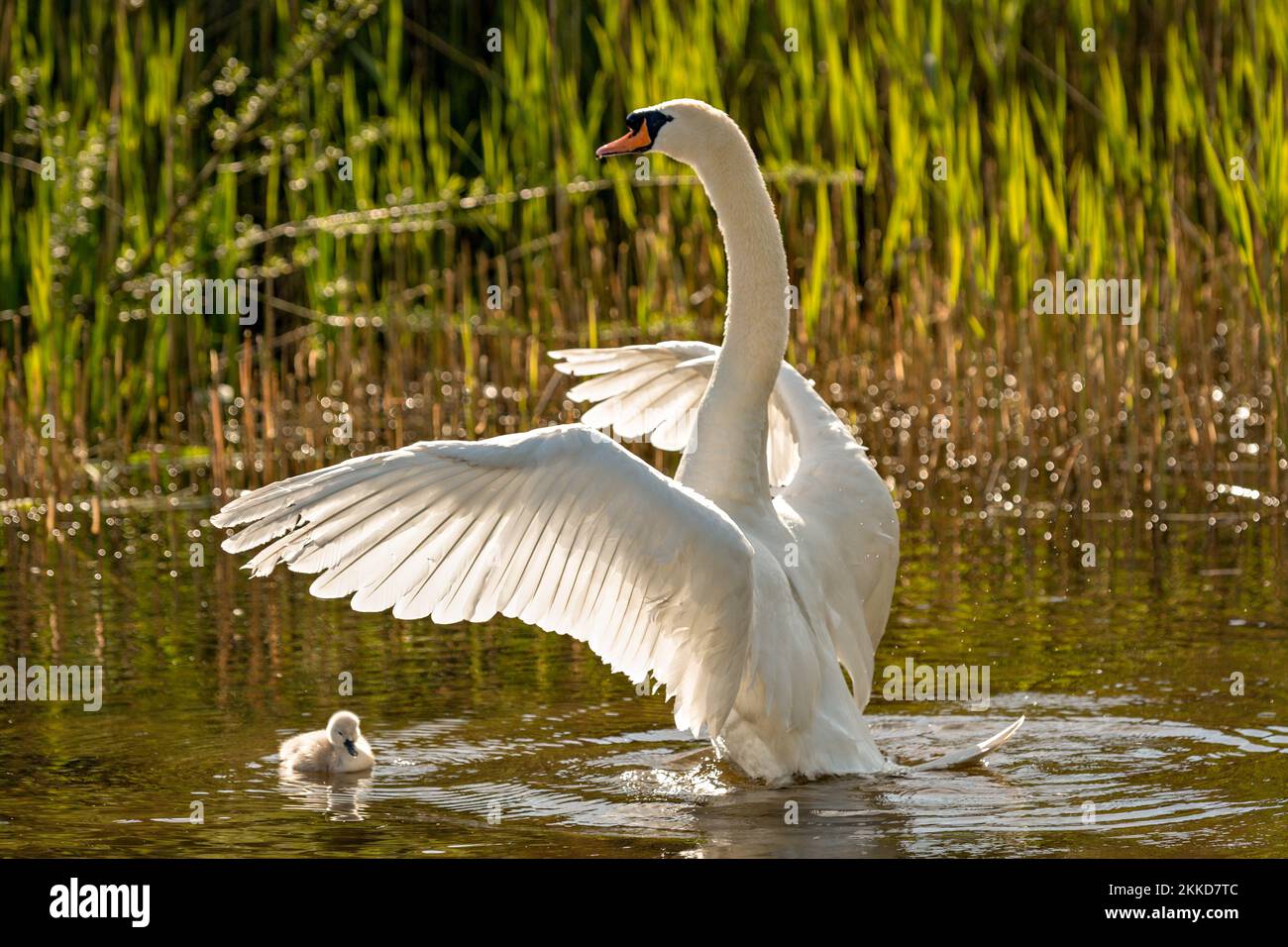 Flapping wings water plants hi-res stock photography and images - Alamy