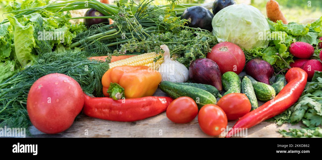 Background with Fresh vegetables in a summer garden, in country house ...