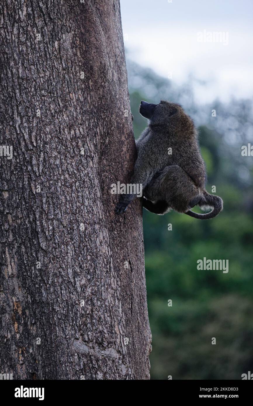 A vertical shot of a Baboon climbing a tree in the Masai Mara, Kenya ...