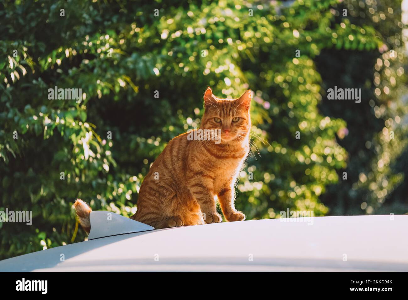 Otange Tabby cat sitting outside in sunset light Stock Photo - Alamy