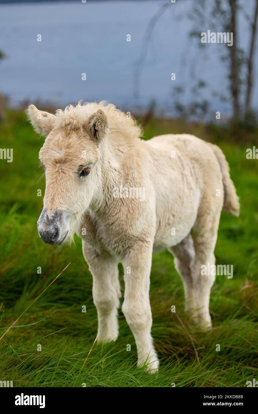 A vertical shot of a baby cute horse standing on the green grass Stock ...