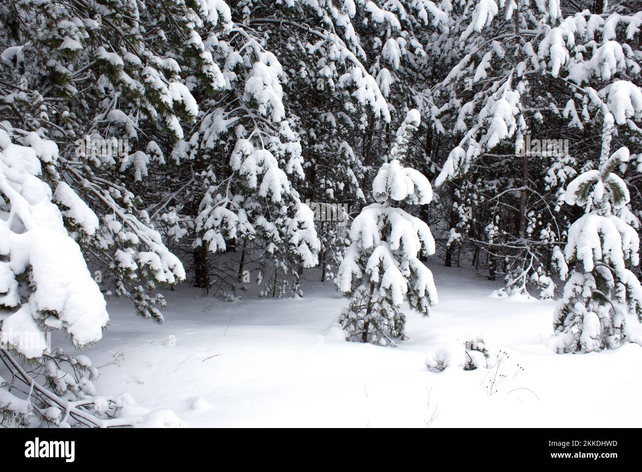 Winter in the spruce forest, fir trees are covered with white fluffy ...