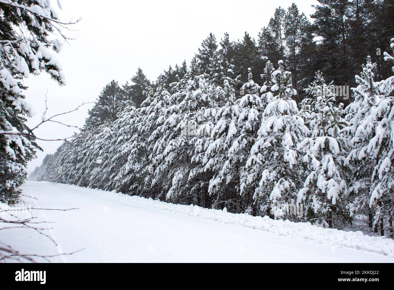 Long white road in the forest. Fir trees grow along the roads. All ...