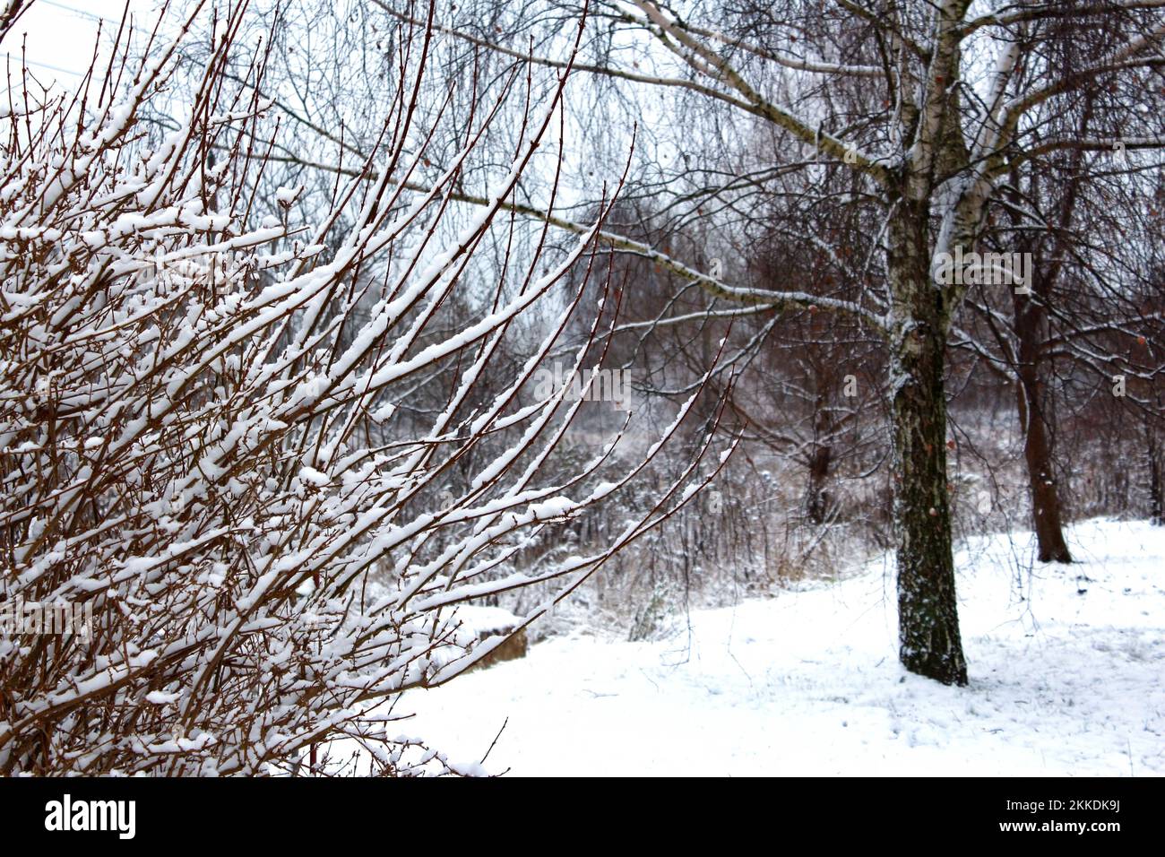 Snow on the branches of bushes after a snowfall. Beautiful winter ...