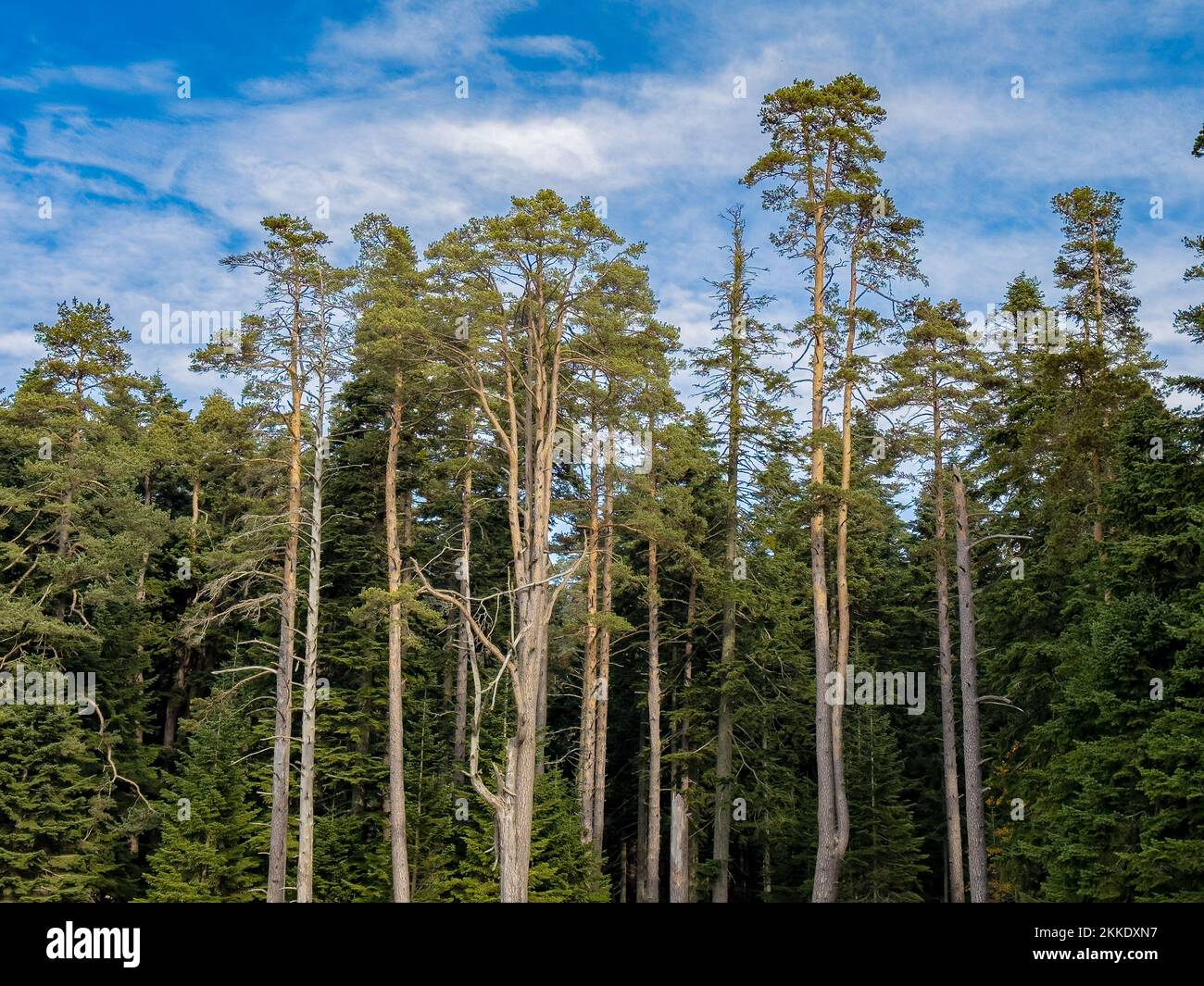 Scots pine trees, Abant National Park. Bolu, Turkey Stock Photo - Alamy