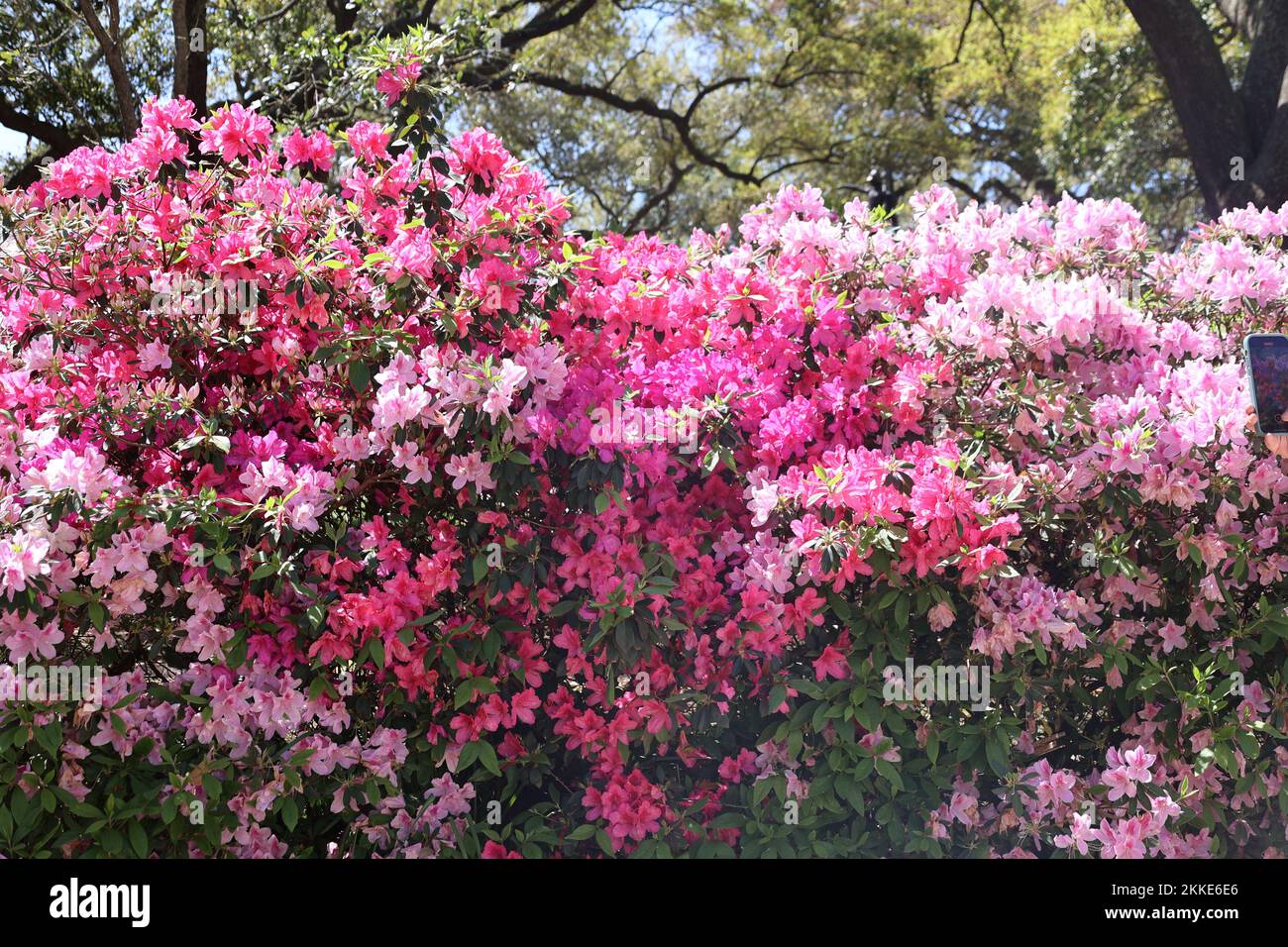 A closeup of a fresh blooming azalea bush growing in the park Stock ...