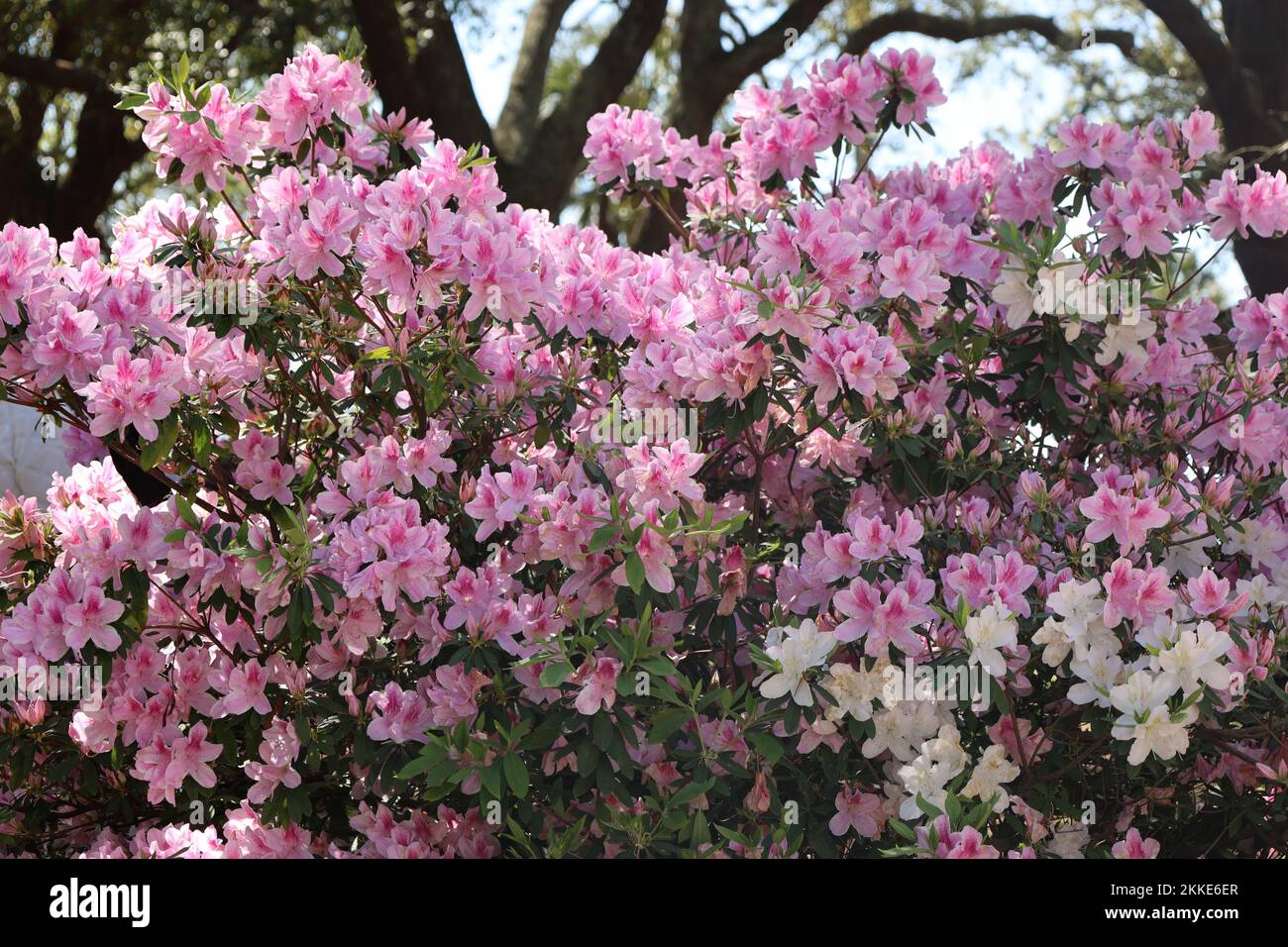 A closeup of a fresh blooming azalea bush growing in the park Stock ...