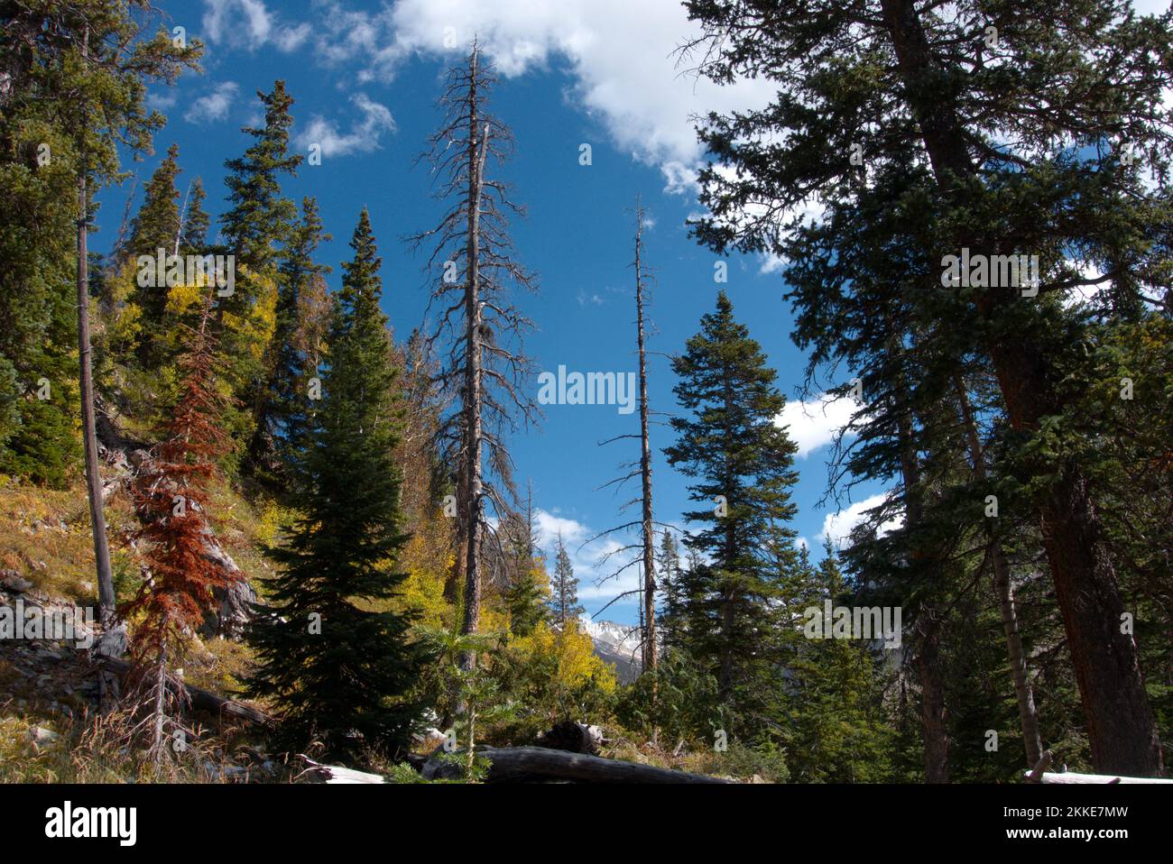 Early autumn in Colorado's San Juan Mountains: heading up a steep ridge ...