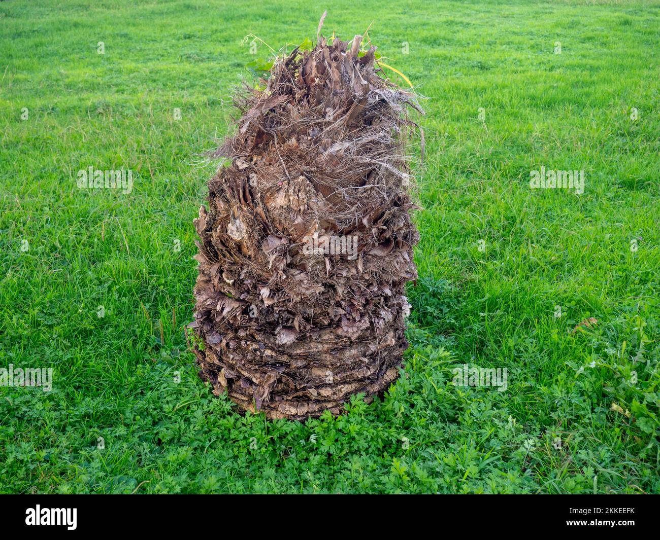 Chopped palm tree. Palm tree without leaves. Stump. Botany. City park ...