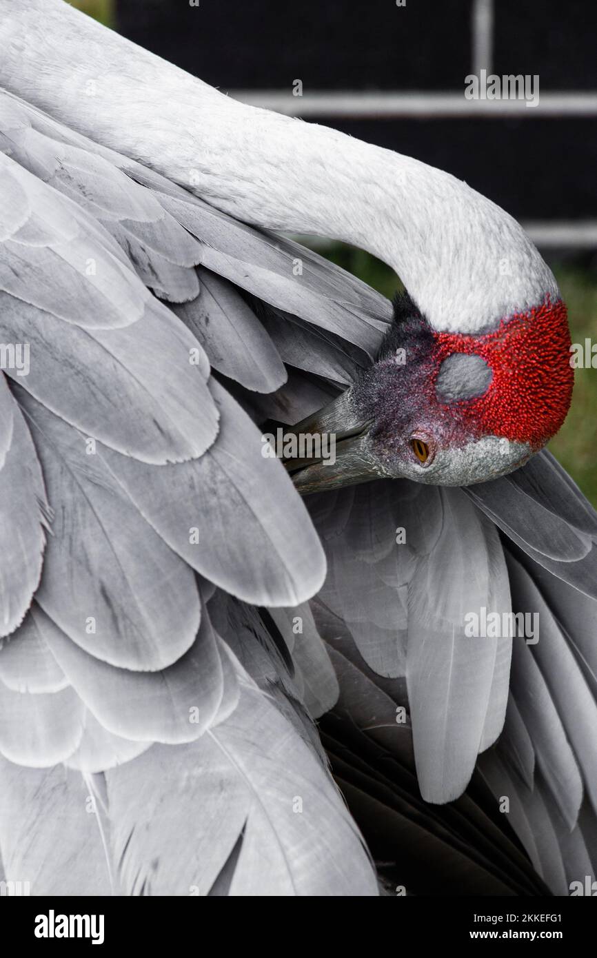 Brolga (antigone rubicunda) hi-res stock photography and images - Alamy