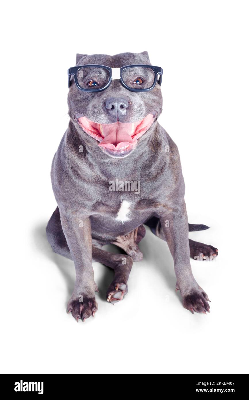 Cute dog wearing glasses or spectacles, training concept on white ...